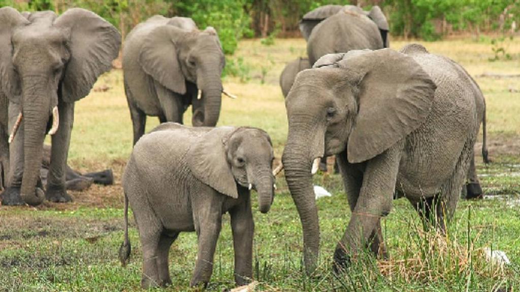 Slon truchlí dlouho a je vytrvalým plavcem. Plus dalších 5 věcí, které ...