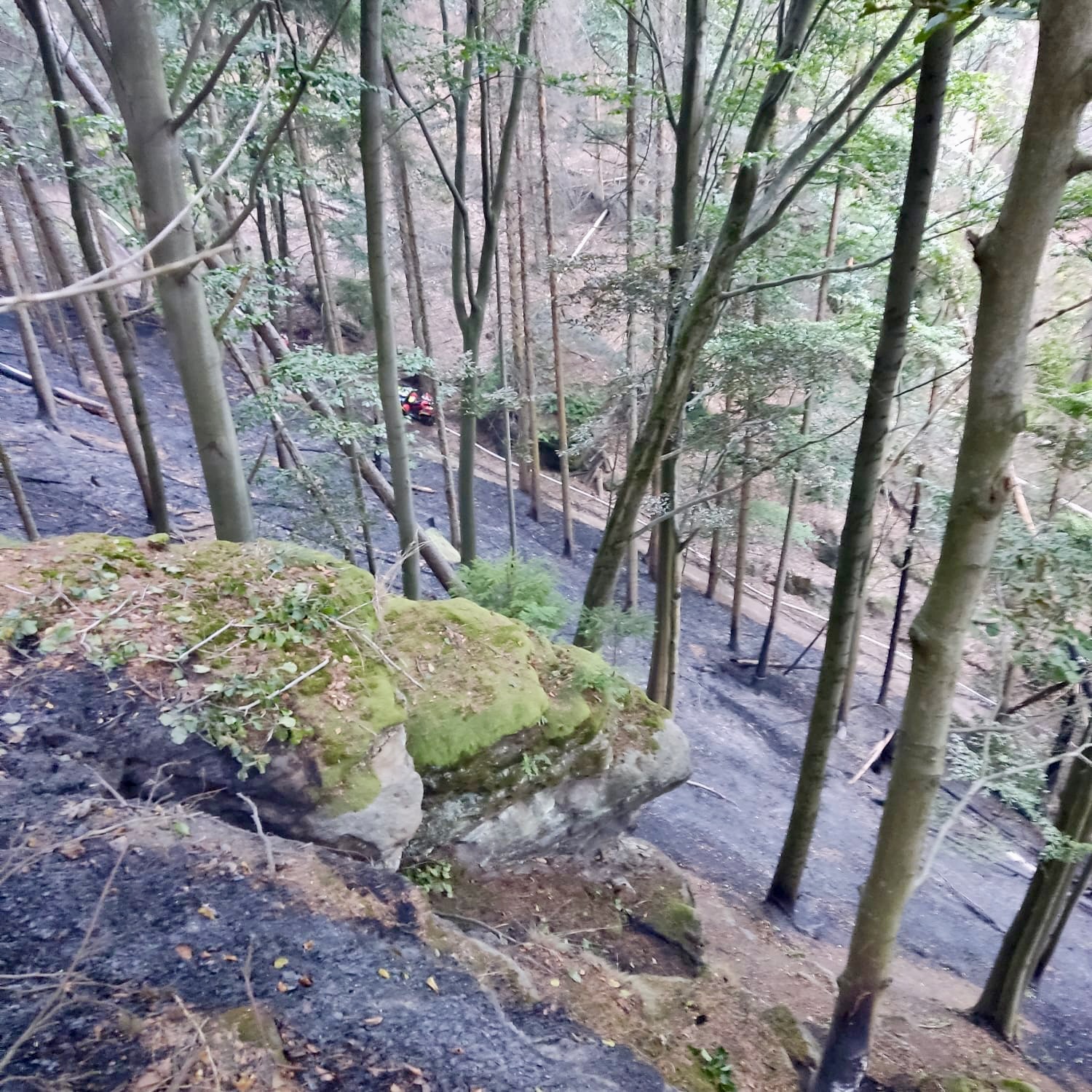 FOTO: Les po požáru vypadá děsivě.