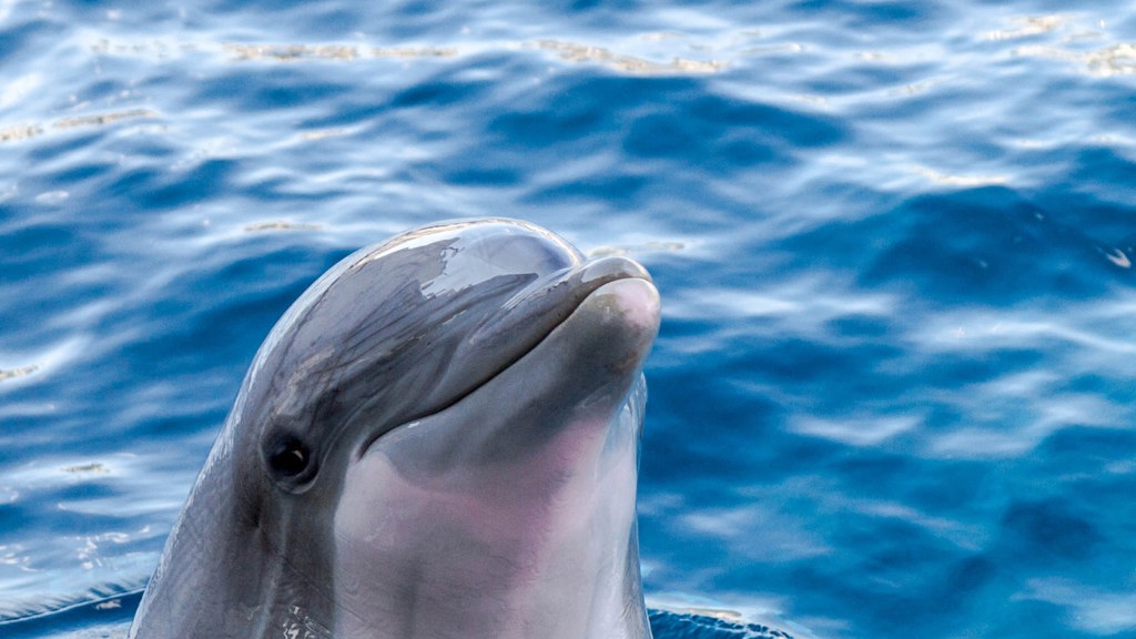 Margaret Howe Lovatt a její experiment s delfíny: Kvůli jejich ...